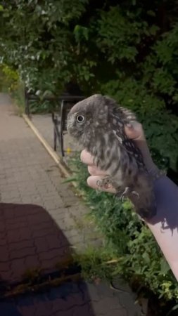 🦉 Жители Дубового спасли запутавшуюся в кустах сову 

Встречаем пятницу милотой.