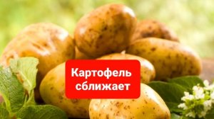 Картошка это полезно или вредно?