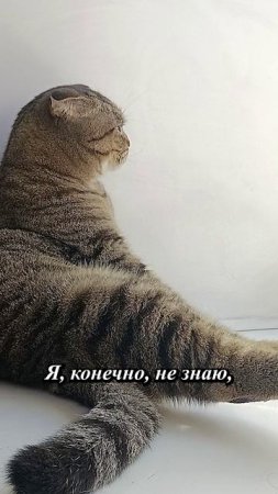💥НАБЕРЕТ ЛИ МИЛЫЙ КОТ СТОЛЬКО😹!?💥😏🥺#cat #кот #юмор #приколы #цитаты #TishaAndAlex