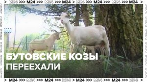 Бутовских коз изъяли у хозяина — Москва 24|Контент
