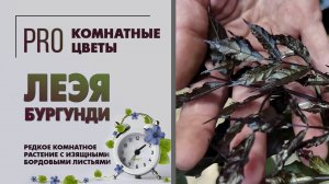 Леэя Бургунди. Редкое комнатное растение с изящными бордовыми листьями: полив, пересадка, уход.