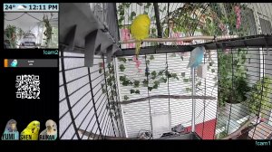 🟢24/7 budgie stream 🦜🦜🦜 | жизнь погугаев на балконе📍 | relaxation ☯︎