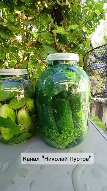 Первая засолка огурцов👍🥒🥒🥒