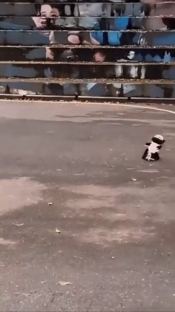 Гонки