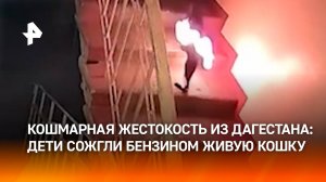 Кошка горела живьем и бегала по подъезду: дети подожгли пушистика в Дагестане