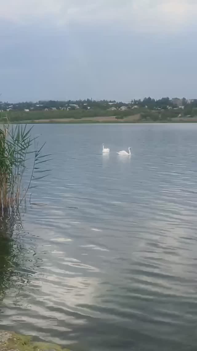 лебеди белые, ах!