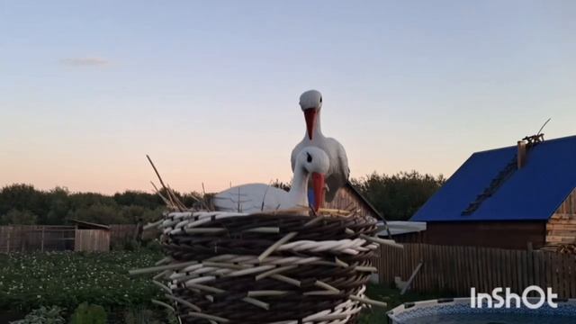 аисты