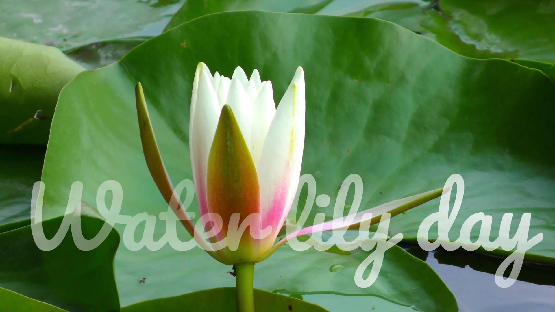 Water lily day