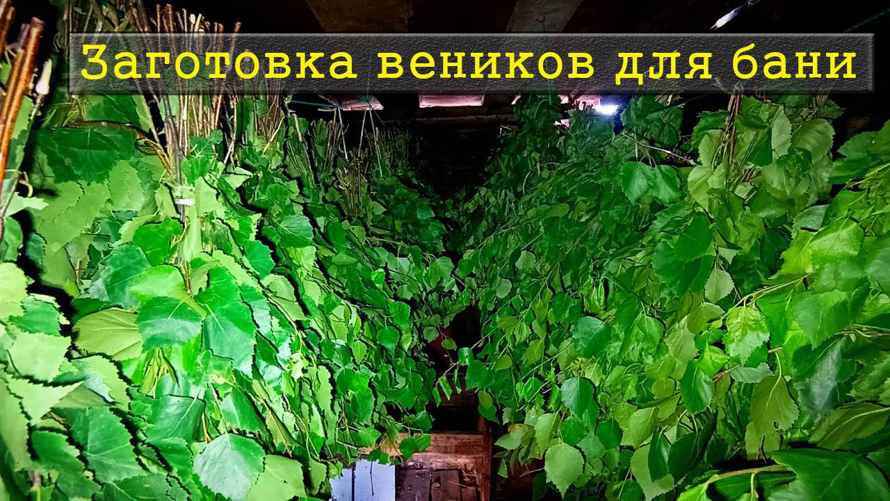 Заготовка веников для бани / Мой первый опыт по заготовки 2025