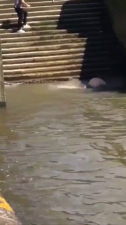 Спуск короля на воду, кратко