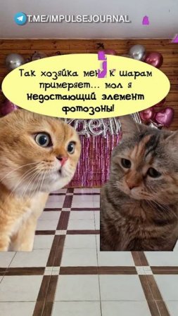 Фотозона как в Pinterest (Мяукаем в телеграм Импульс Журнал 👉 @impulsejournal ) #коты