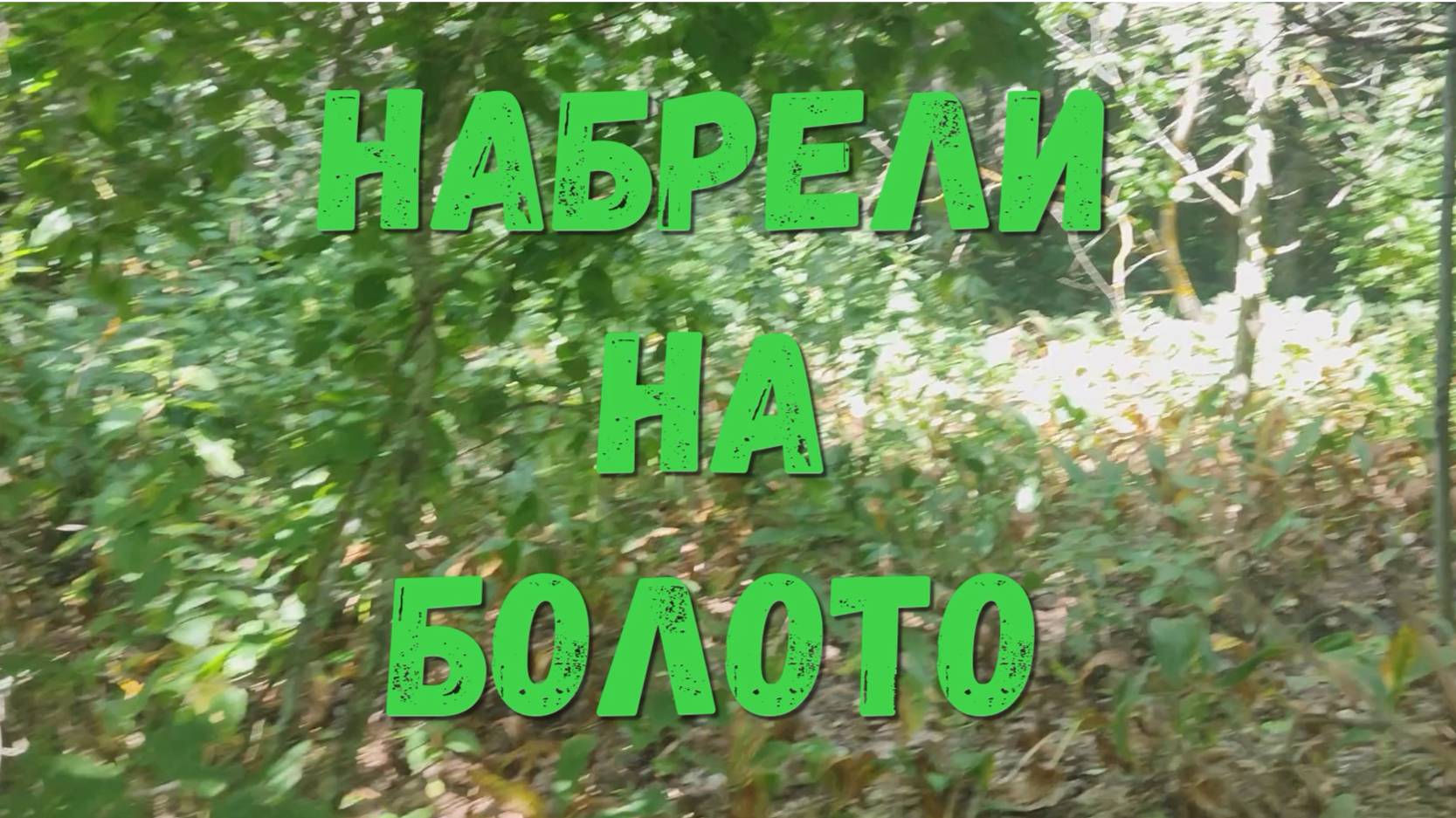 Набрели на болото