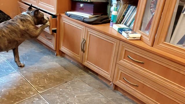 Tcenniy Prize Empress 7 лет, шейпинг. Закрываем дверцы шкафа.