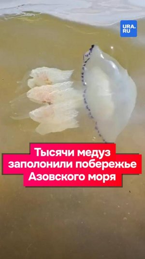 Тысячи медуз заполонили побережье Азовского моря: больше всего их в районе курорта Пересыпь