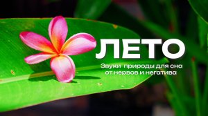 Лето Звуки природы Для сна от нервов и негатива
