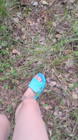 Просто гуляла в лесу у деревни и увидела подберёзовик! 
🍄