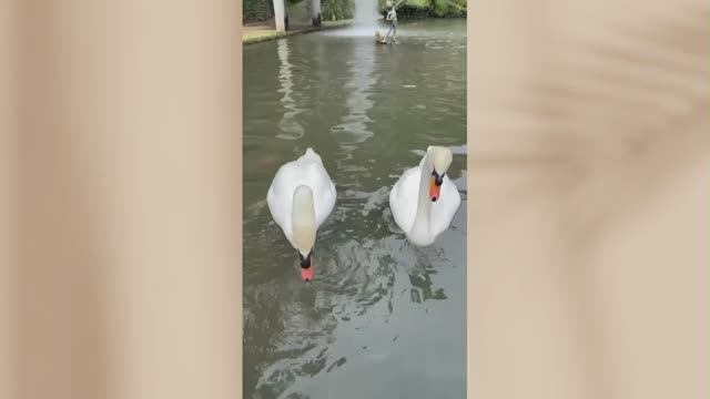 Мадейра. Тропический сад Jardim Tropical Monte Palace. Пара белых лебедей