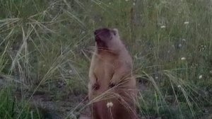 Байбак