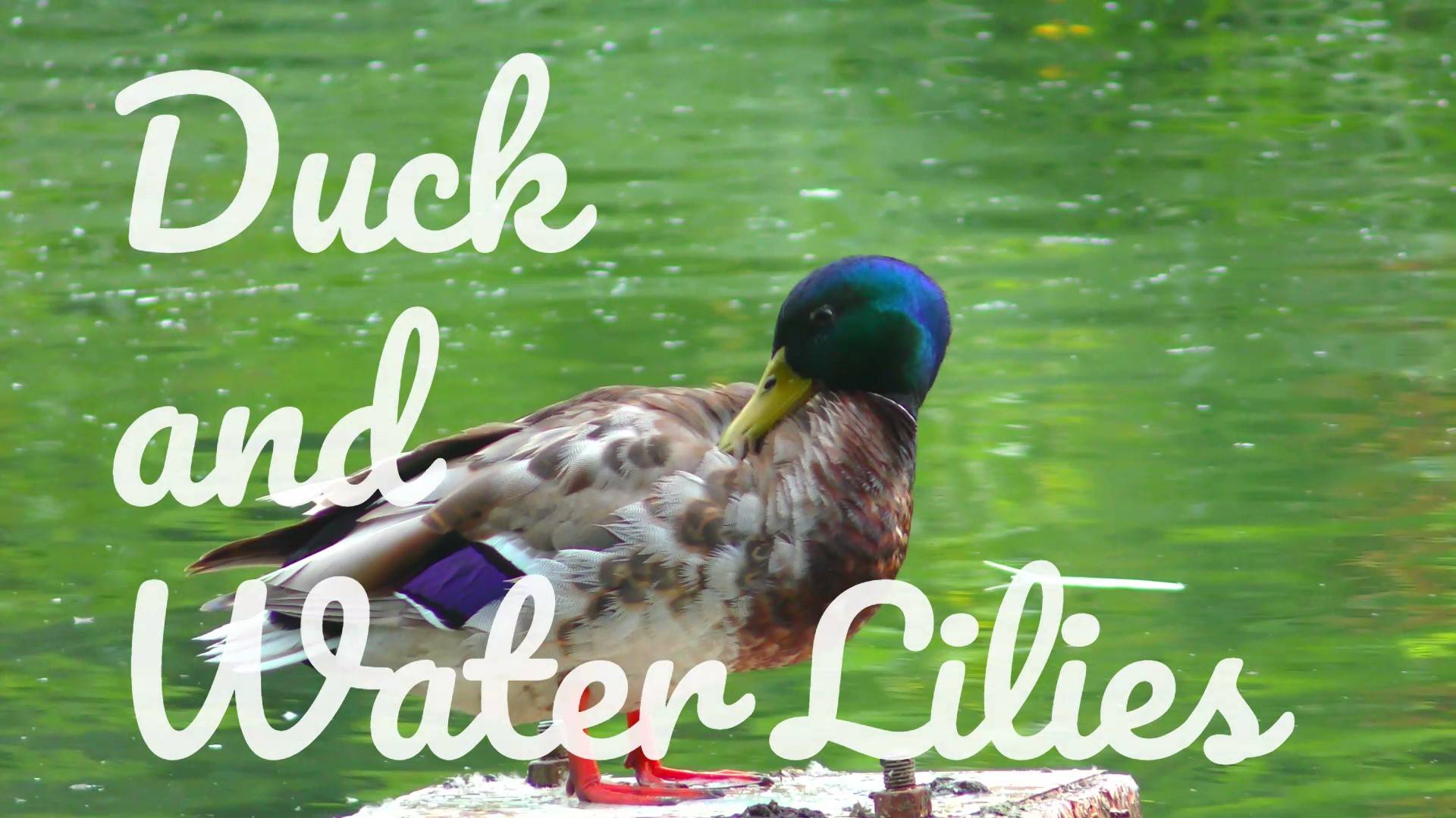 Duck and Water Lilies
