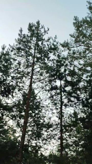 Утро в Бузулукском бору!