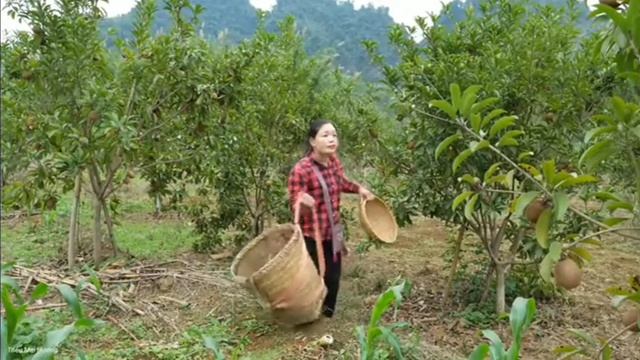 1 year 3 months Harvesting Gynostemma, Apples, Sapodilla and making Ant Egg Cake.
ч2.Trieu Mai Huong
