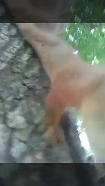 Белка - кадр с дерева _20250717_133120