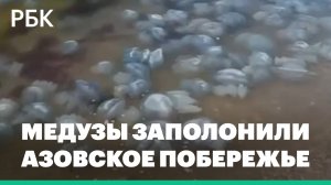 Медузы заполонили Азовское побережье Краснодарского края. Видео