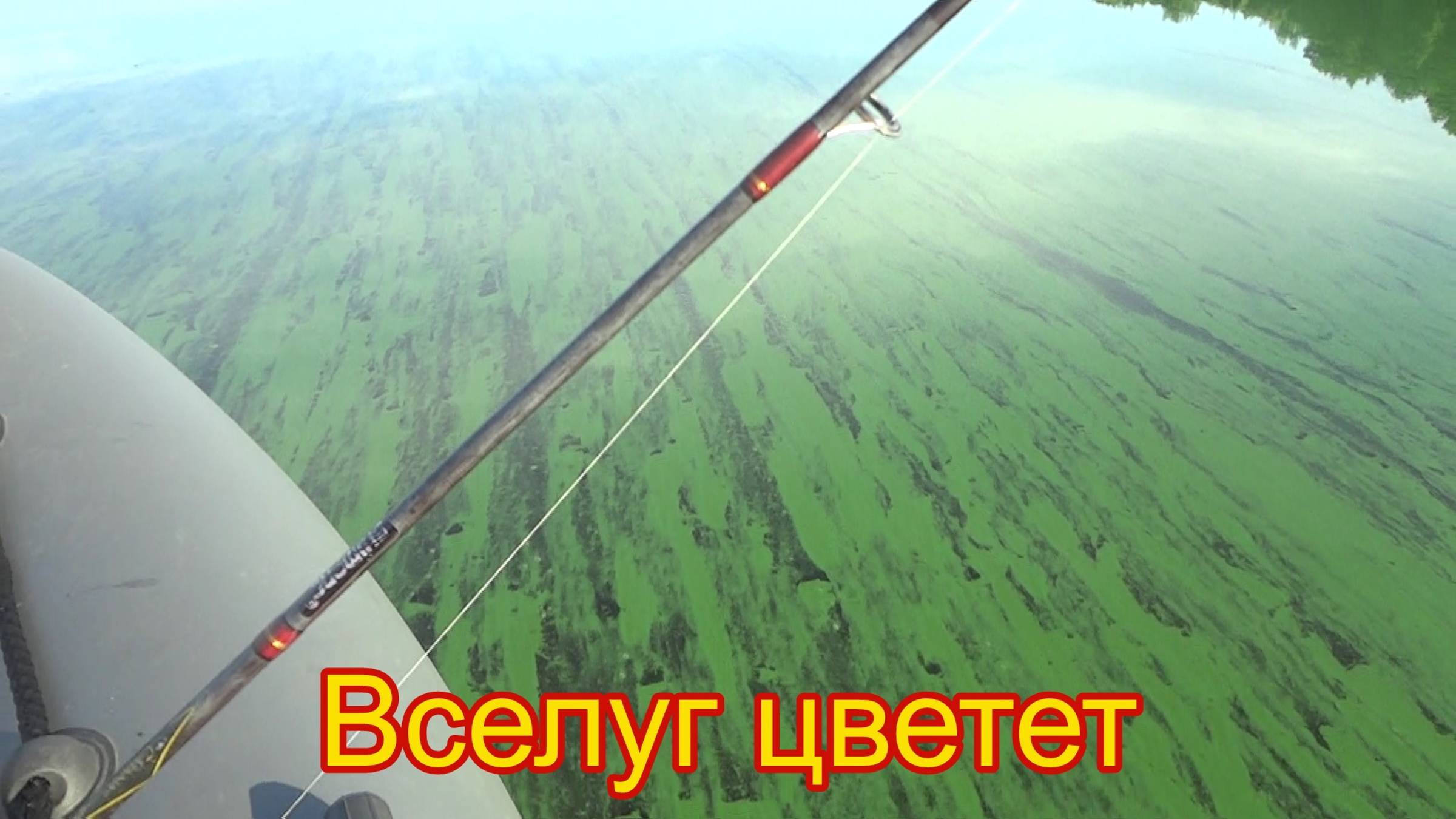 Вселуг цветет по страшному.