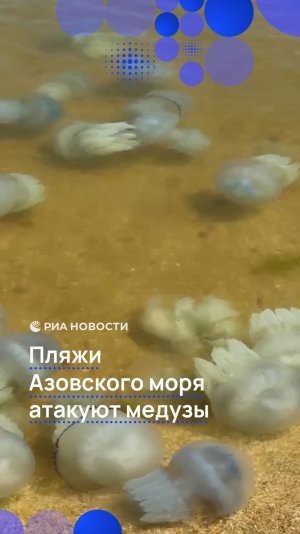 Пляжи Азовского моря атакуют медузы