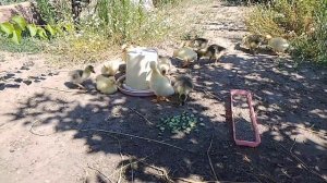 19 июля, кругом гуси, шарафугу опять не попробуем