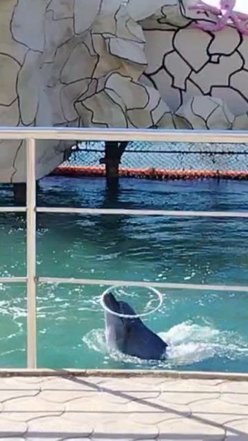 Игры морских жителей