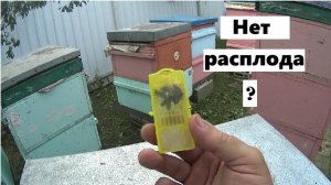 Почему молодая матка не сеет ?