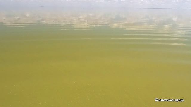 Озеро Шалкар / Челкар. Вода цветёт!