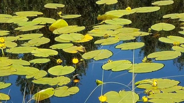 Вот и в Ленинградской области жара. Отдыхаем на озере.