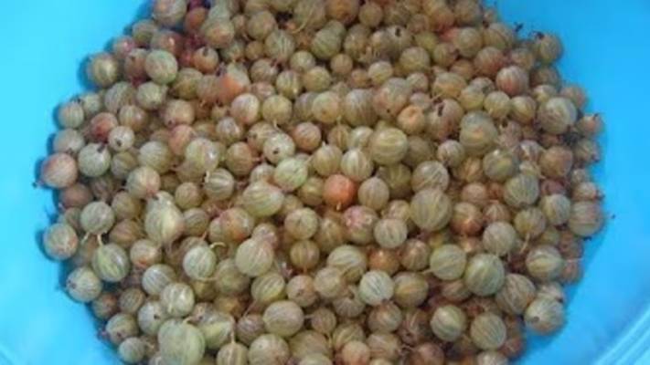 Крыжовник. Маринкины творинки. Всем МИРА и Добра!