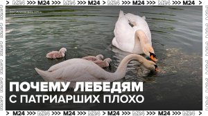 Москвичи рассказали, что лебедей с Патриарших прудов кормят вредной едой - Москва 24