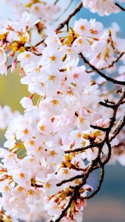 Cherry Blossoms - Calm Your Mind