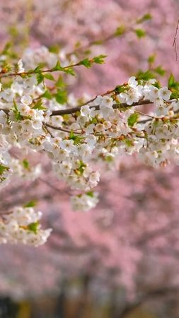 Cherry Blossom & Relaxing Music