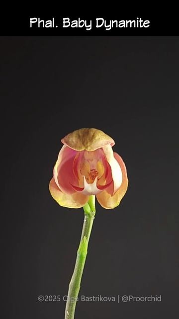 Phal. Baby Dynamite