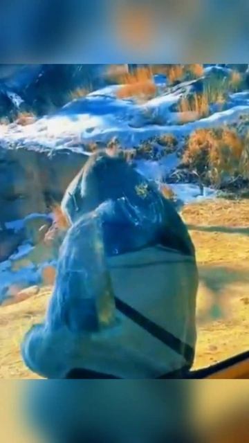 Funny animal videos cats, dogs and Smurf Cat !