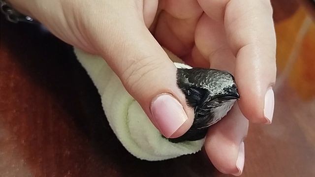 Как открыть клюв стрижа сбоку
