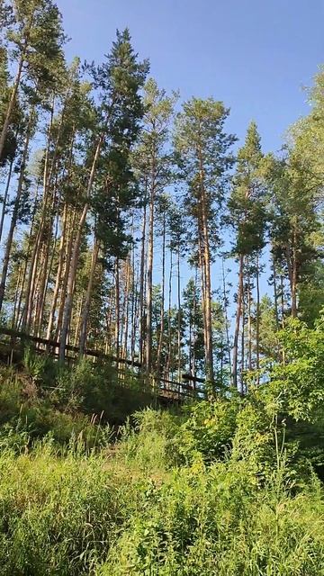 Сосновый бор! Перекаты на Боровке!