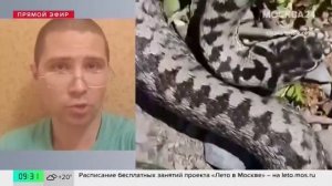 Жители столичного региона пожаловались на нашествие гадюк - Москва 24