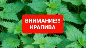 Крапива это очень полезно. Что приготовить из крапивы?