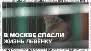 В Москве спасли львёнка, который жил в квартире — Москва 24|Контент