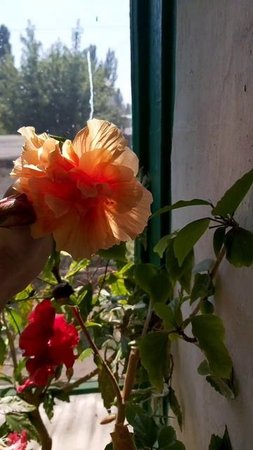 Четыре разных цветка на одном кусте гибискуса одновременно