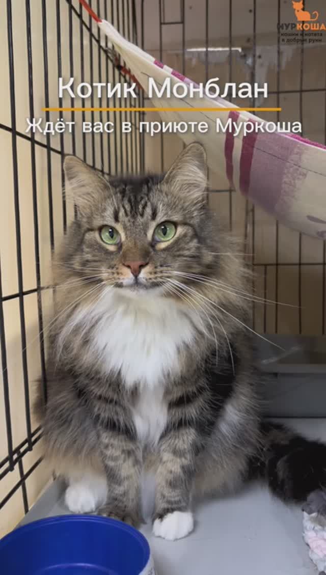 Монблан (уже дома)