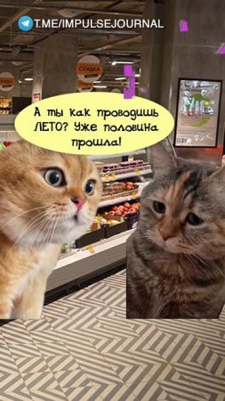 Как лето проводите? (Мяукаем в телеграм Импульс Журнал 👉 @impulsejournal ) #пустьговорят #коты