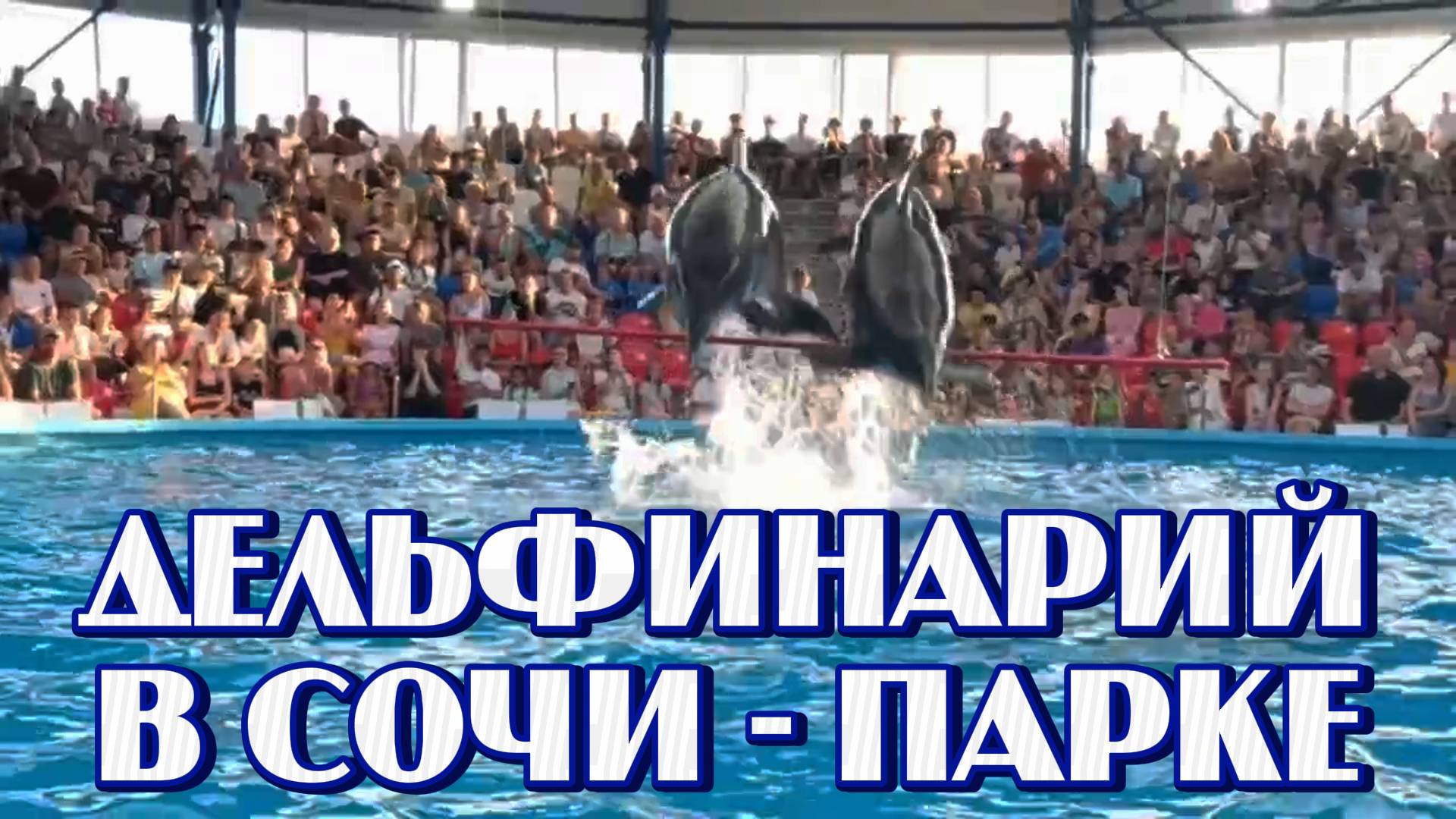 🐬 Дельфинарий Сочи Парка — Волшебное представление
