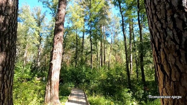 Лето в Бузулукском бору!